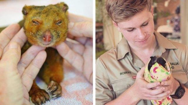 Семейството на Стив Ъруин спаси хиляди животни от пожарите в Австралия ...